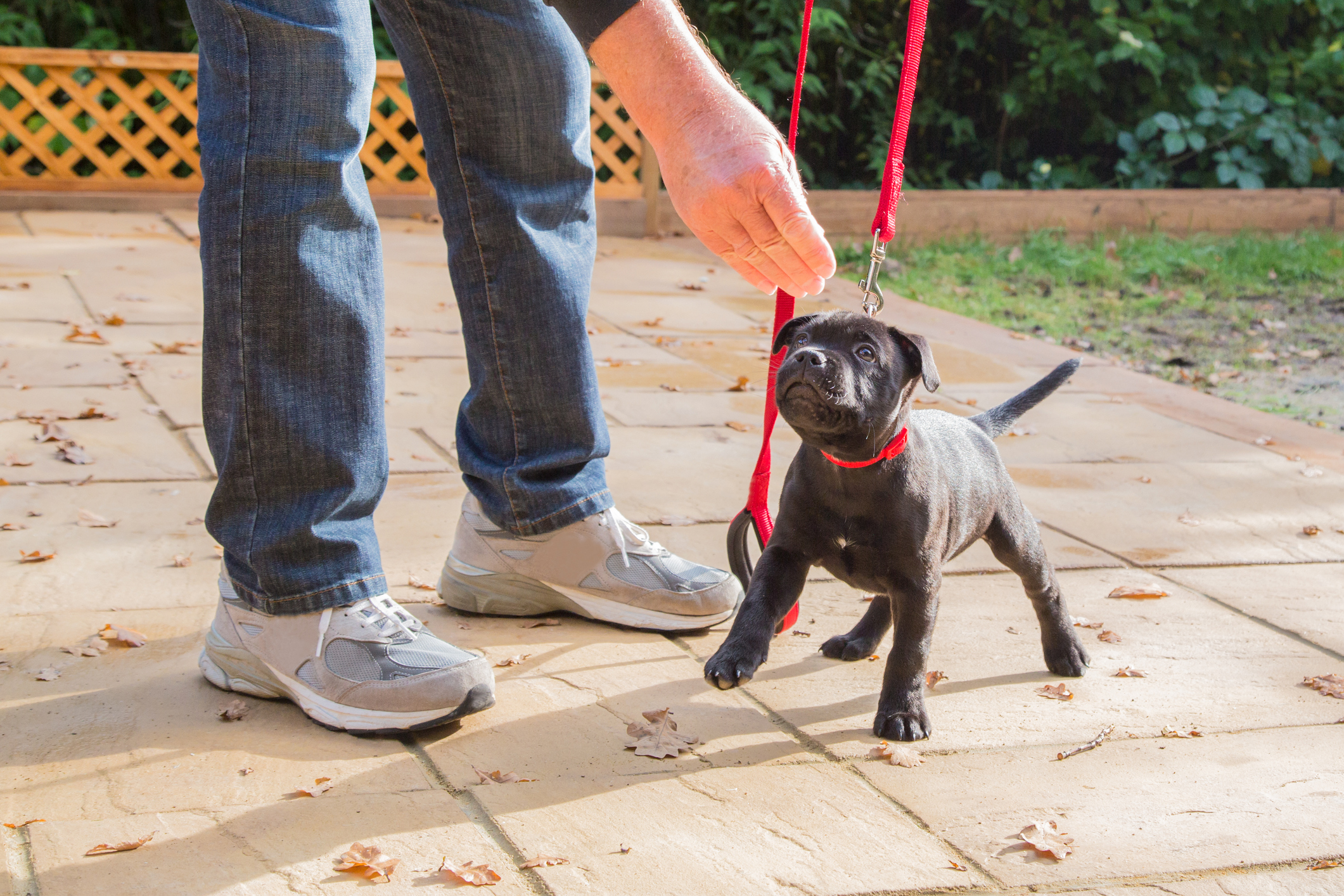 Dog Training Dog Classes Dog Training Classes Ramsgate Herne Dog Training Dog Classes Dog Training Classes Ramsgate Herne
