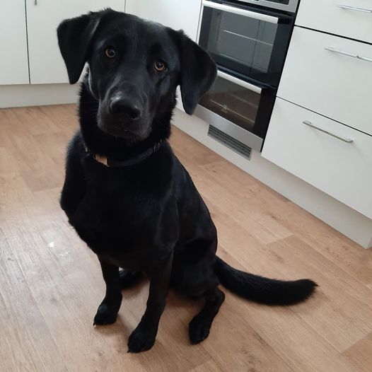 Meet Ace, the Lab Dutch Herder Cross | CANINE ASSOCIATED SERVICES